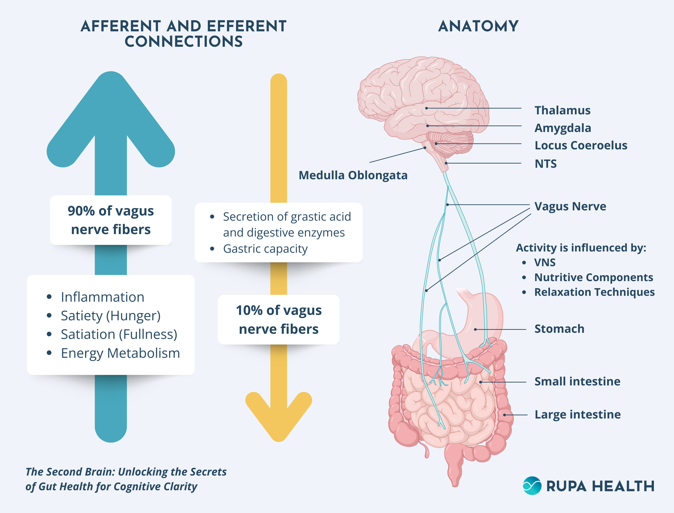 The Second Brain: Unlocking the Secrets of Gut Health for Cognitive Clarity